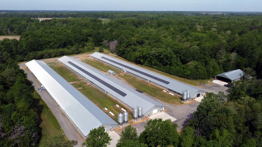 Resilient through challenges, Delmarva's chicken community has $4.8 ...